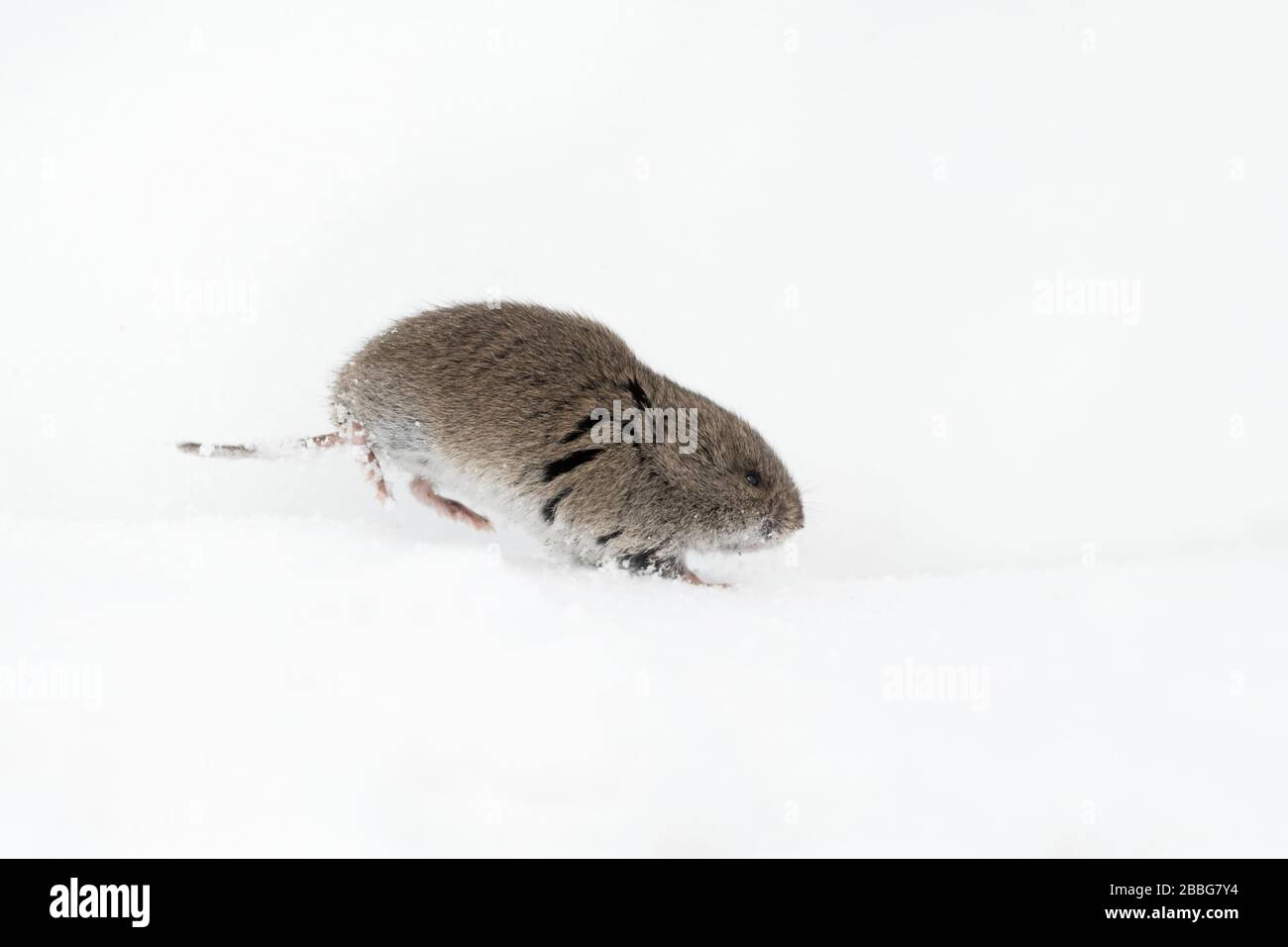 Montane Vole / Rocky Mountains Wuehlmaus ( Microtus montanus ) in ...