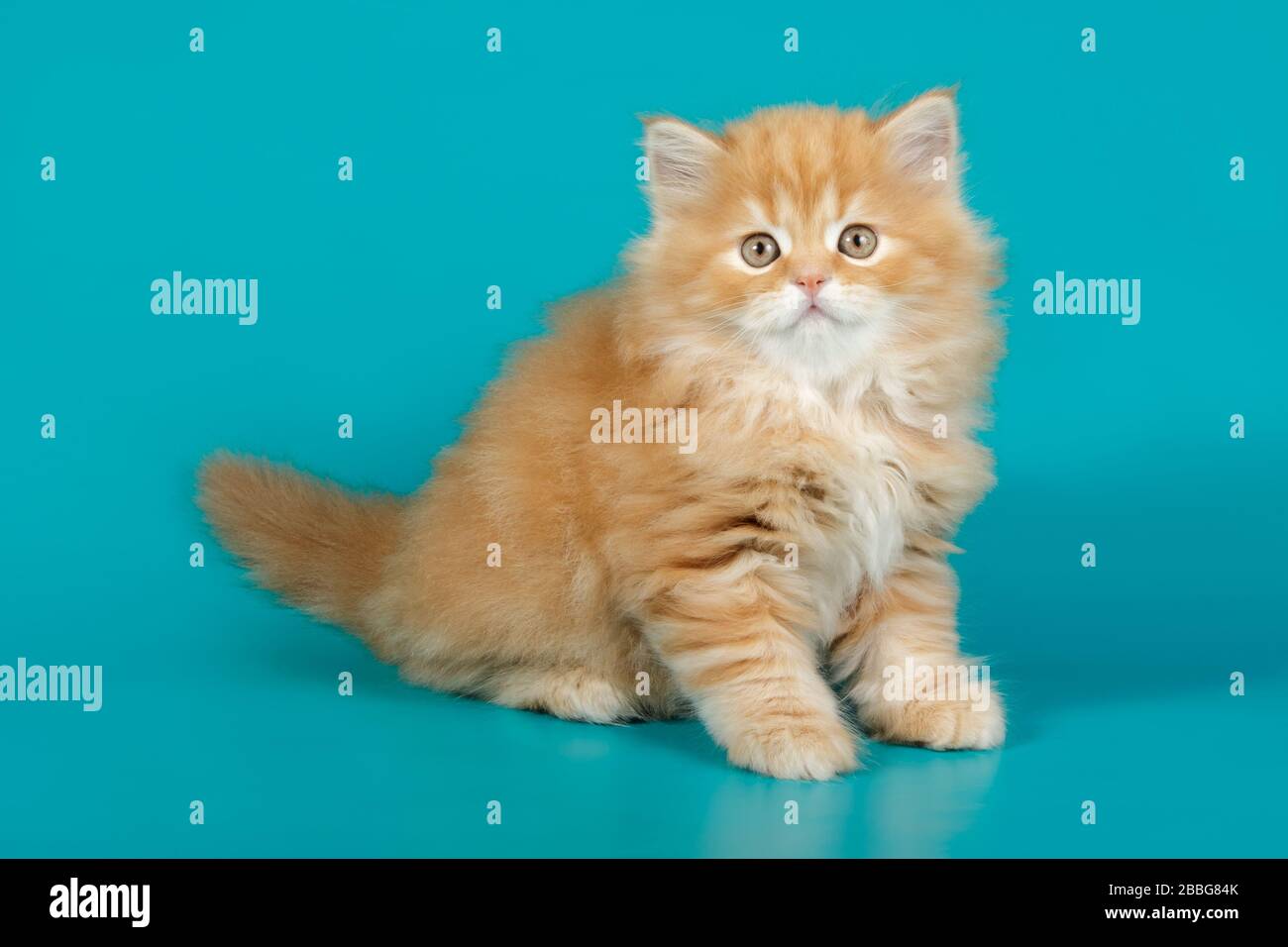Studio photography of highland straight cat on colored backgrounds ...