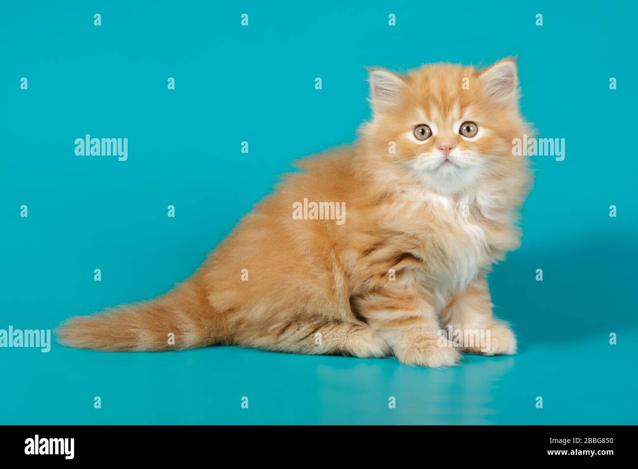Studio photography of highland straight cat on colored backgrounds ...