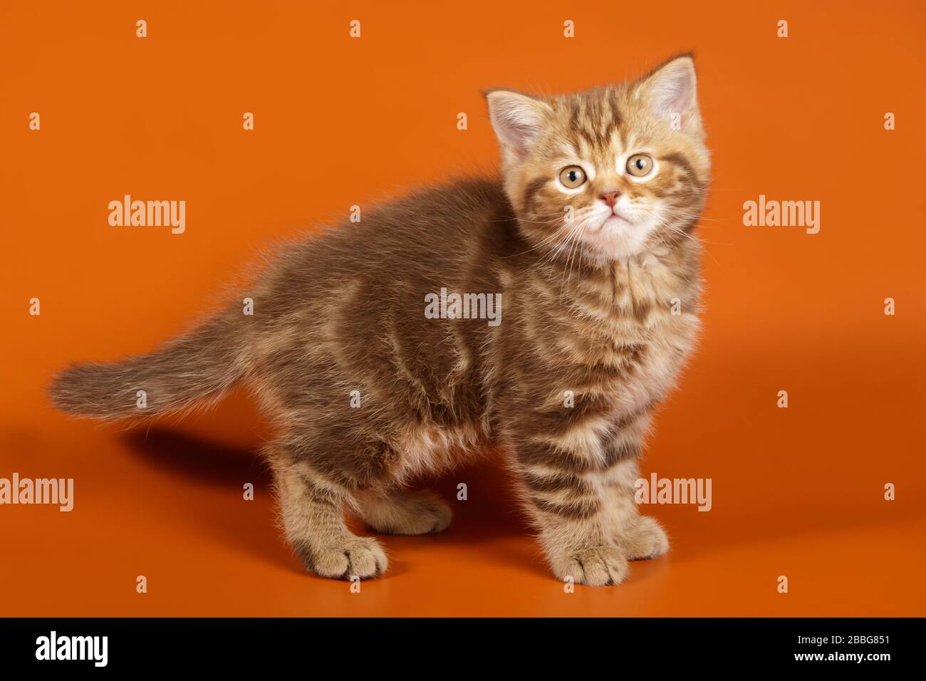 Studio photography of a scottish straight shorthair cat on colored ...