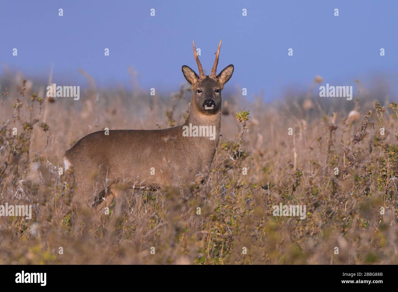 European Roe deer buck-Capreolus capreolus in winter coat in spring ...