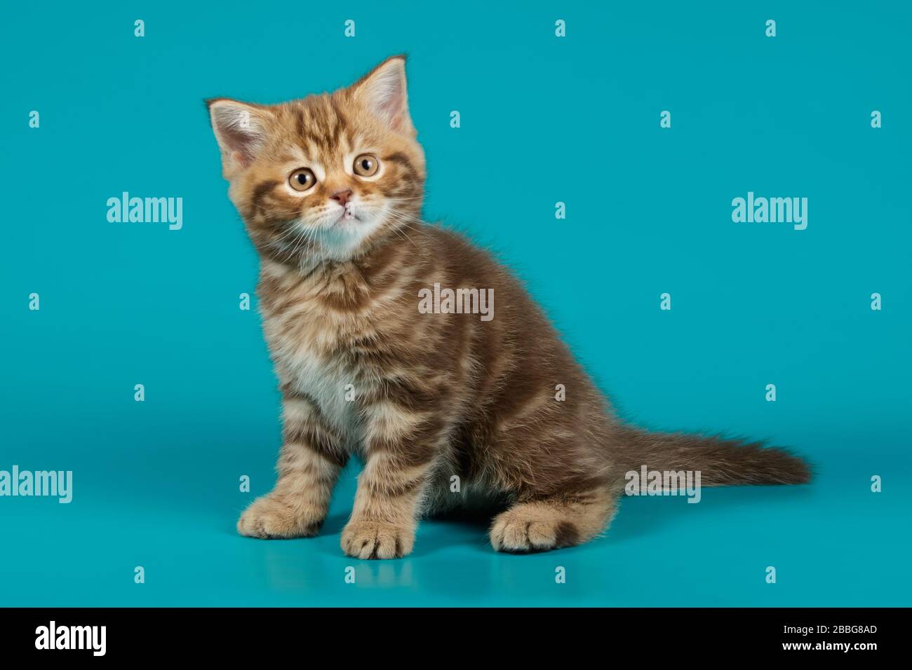 Studio photography of a scottish straight shorthair cat on colored ...