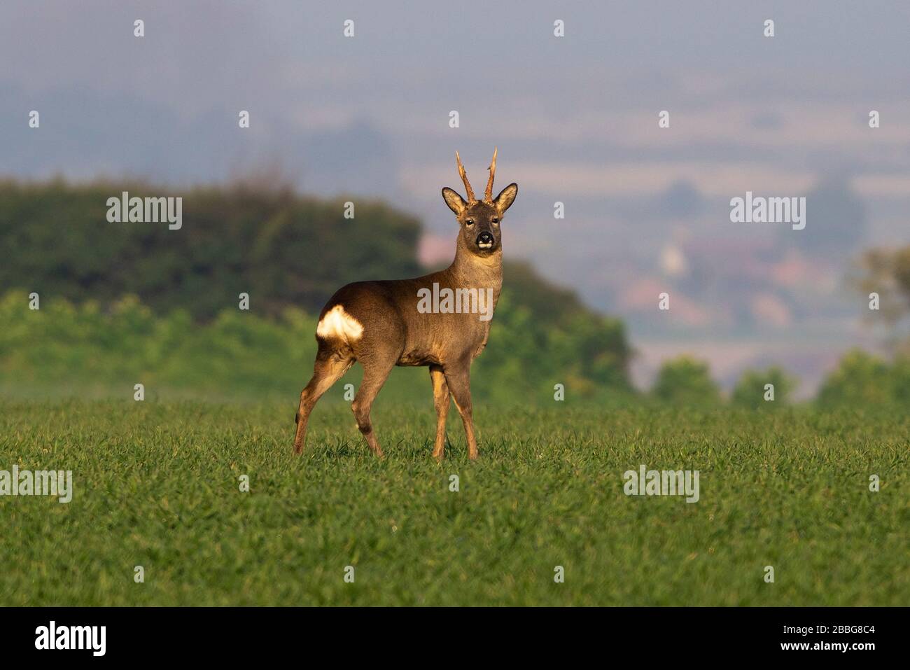 European Roe deer buck-Capreolus capreolus in winter coat in spring ...