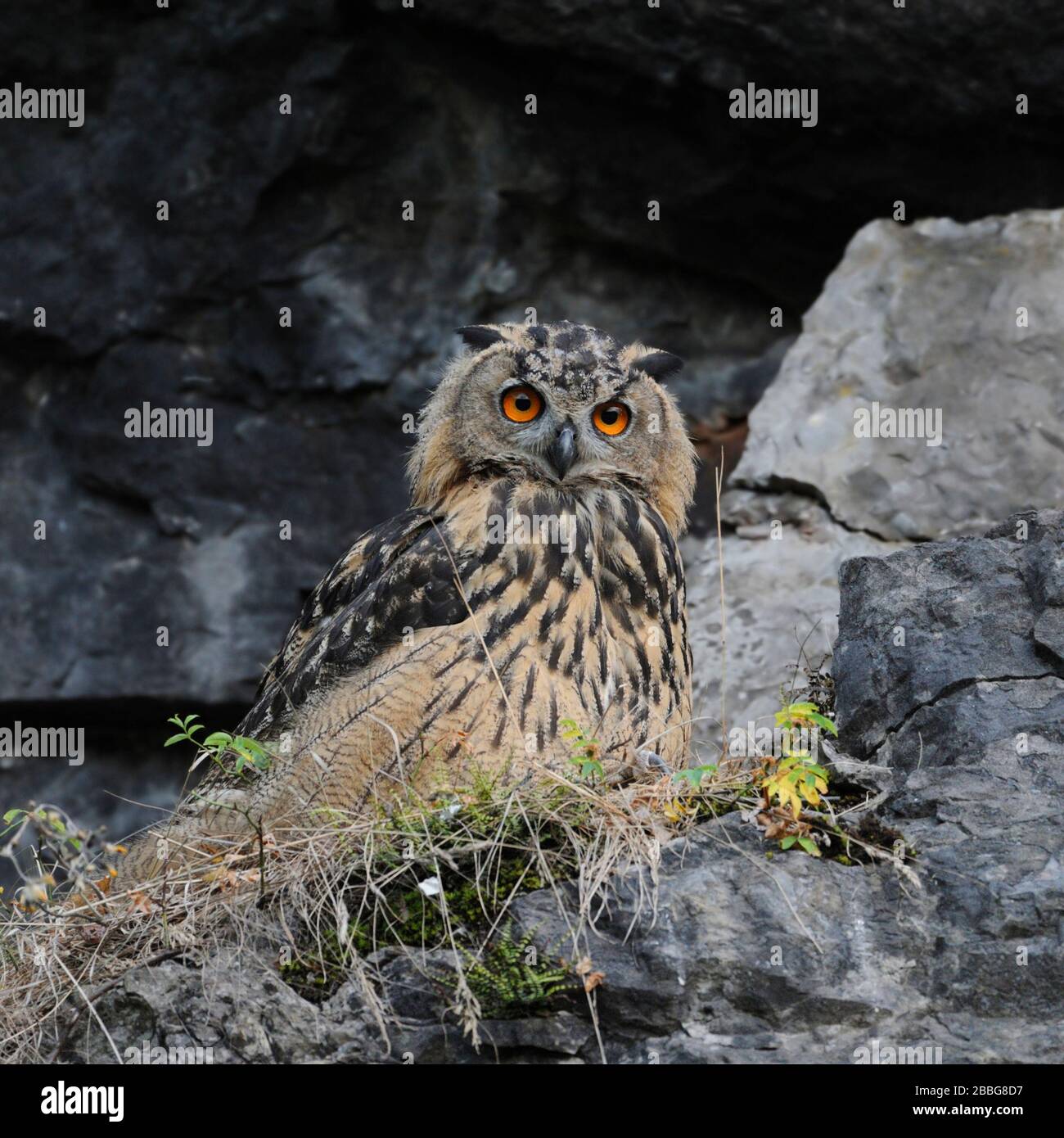 Eagle Owl / Uhu ( Bubo bubo ), juvenile bird, sitting in the slope of ...