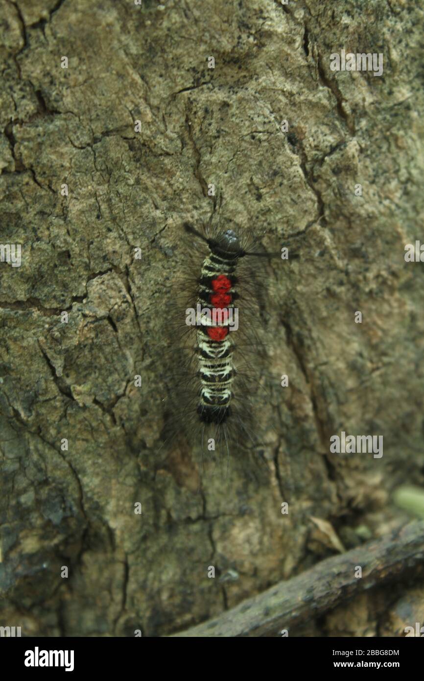 caterpillars that can cause allergies if touched by the skin, and also ...