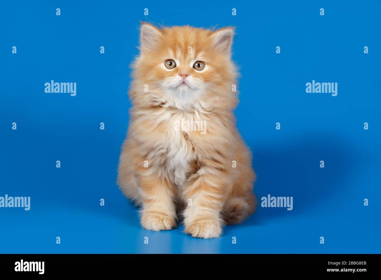 Highland straight hi-res stock photography and images - Alamy