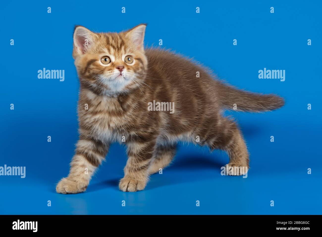 Studio photography of a scottish straight shorthair cat on colored ...