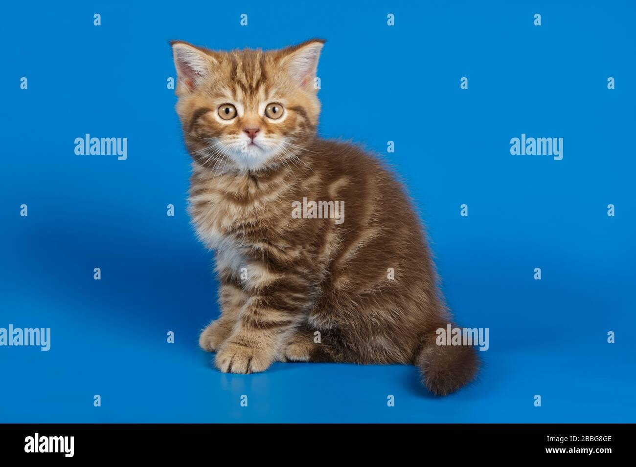 Studio photography of a scottish straight shorthair cat on colored ...