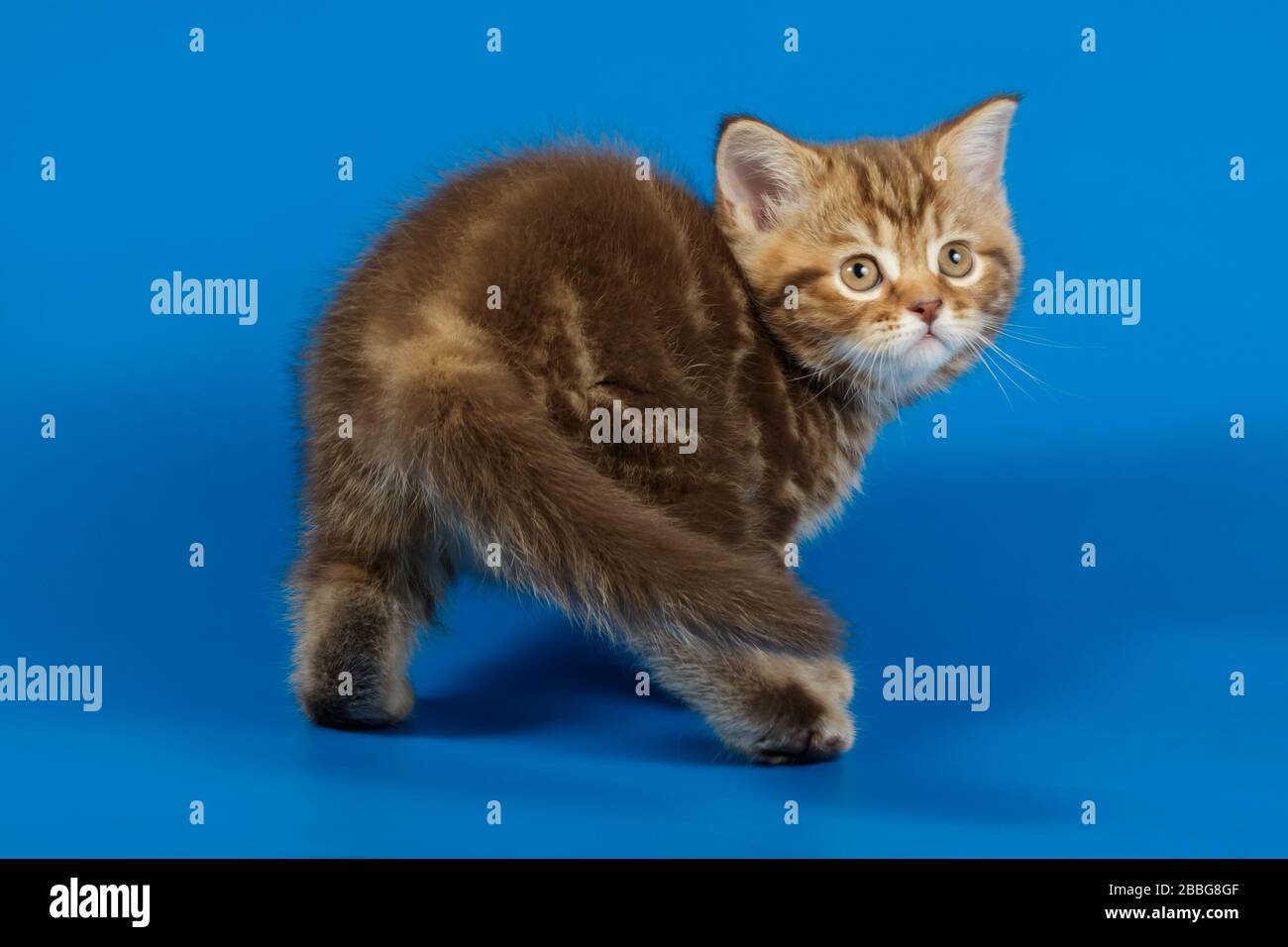 Scottish straight shorthair hi-res stock photography and images - Alamy
