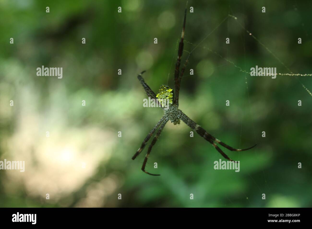 a handsome and beautiful spider with soft fur Stock Photo - Alamy