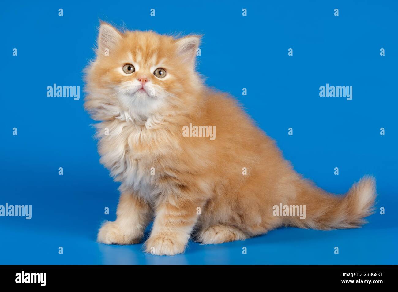 Studio photography of highland straight cat on colored backgrounds ...