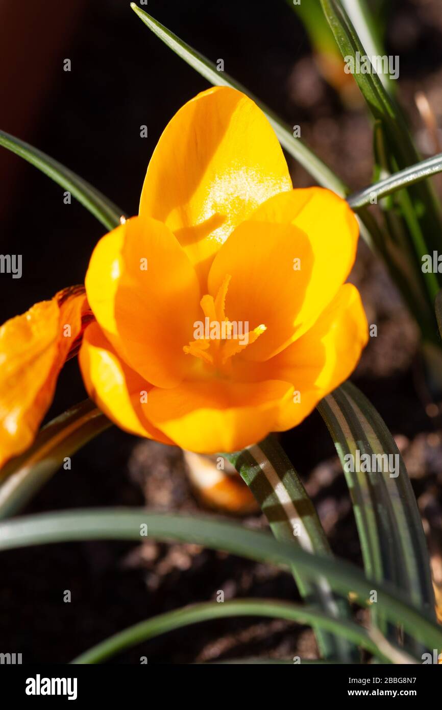 Crocus flavus, known as yellow crocus or Dutch yellow crocus, species ...