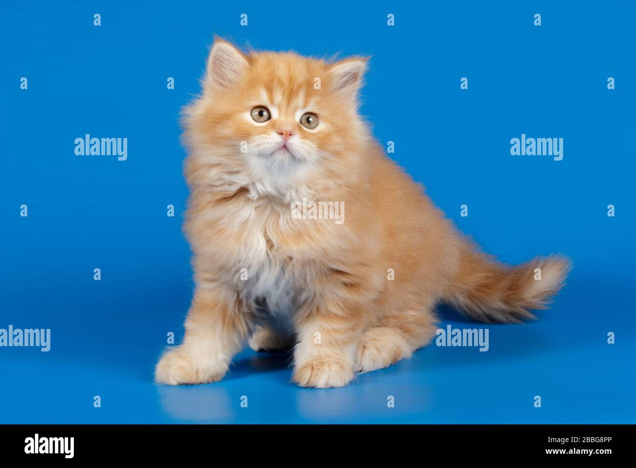 Studio photography of highland straight cat on colored backgrounds ...