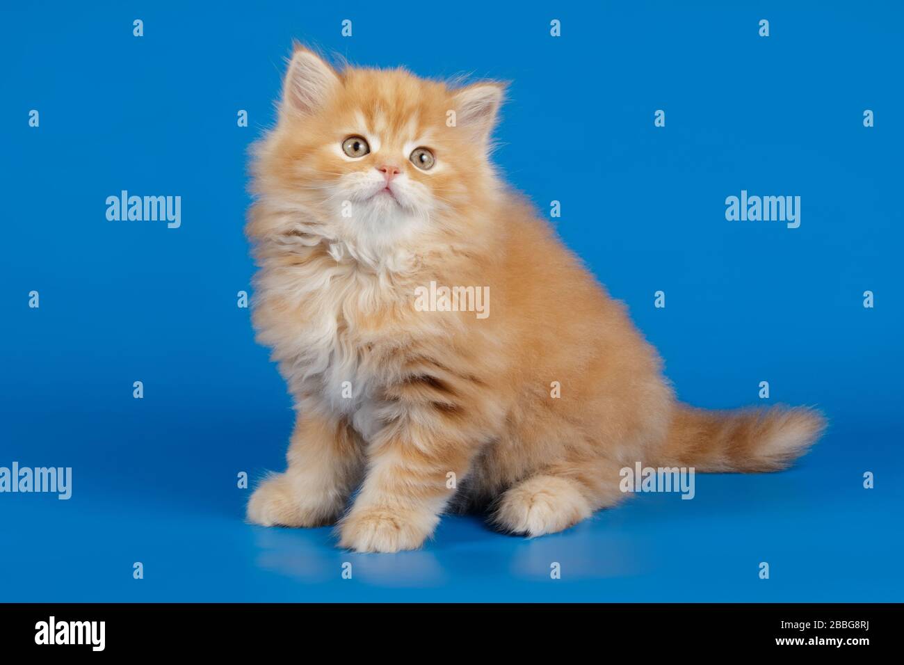 Studio photography of highland straight cat on colored backgrounds ...