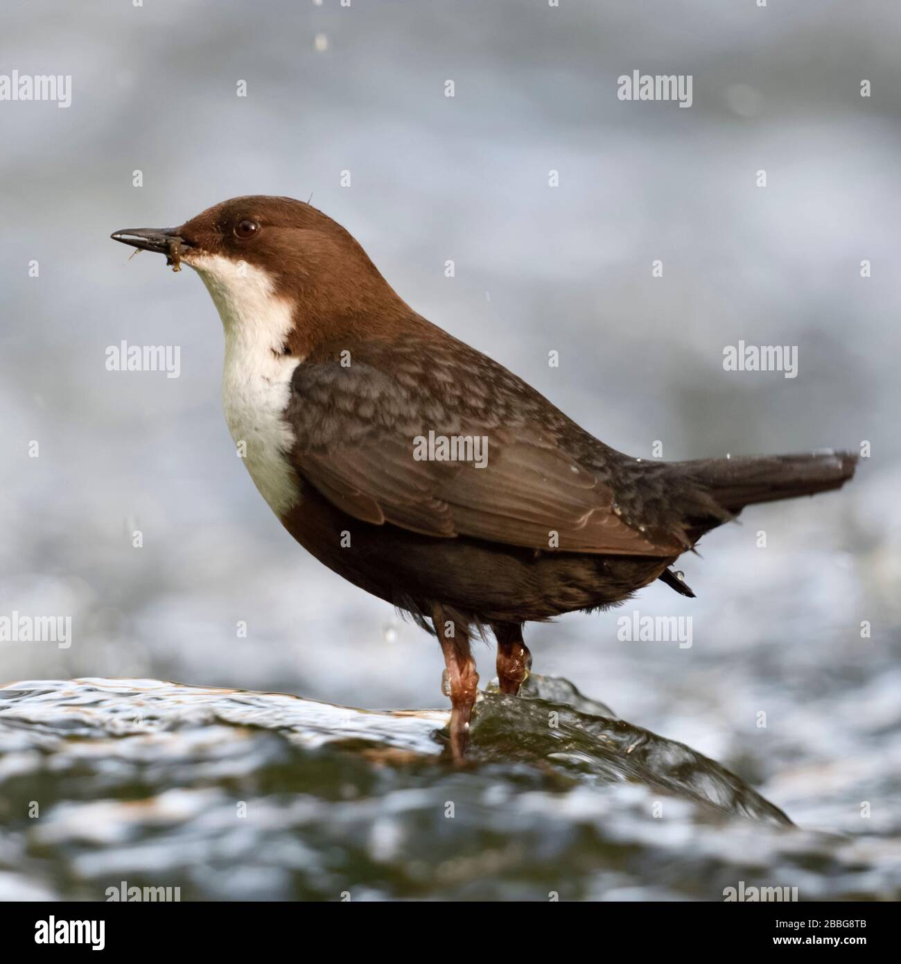 White throated Dipper ( Cinclus cinclus ) standing in fast flowing ...