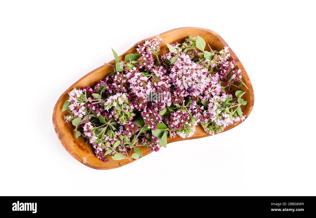 Purple flowers of origanum vulgare or common oregano, wild marjoram ...