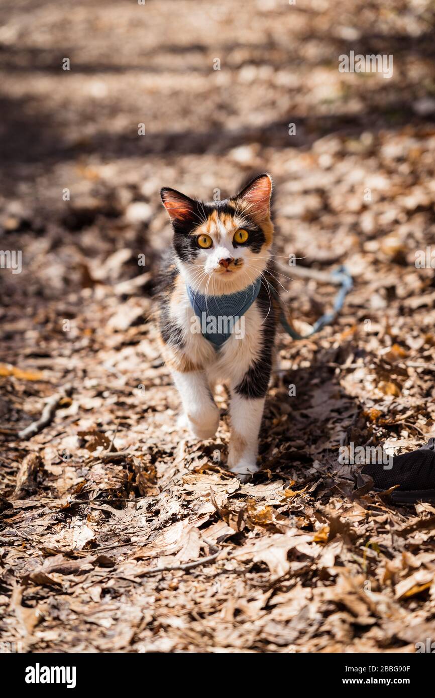 Cat on leash walking in woods Stock Photo - Alamy