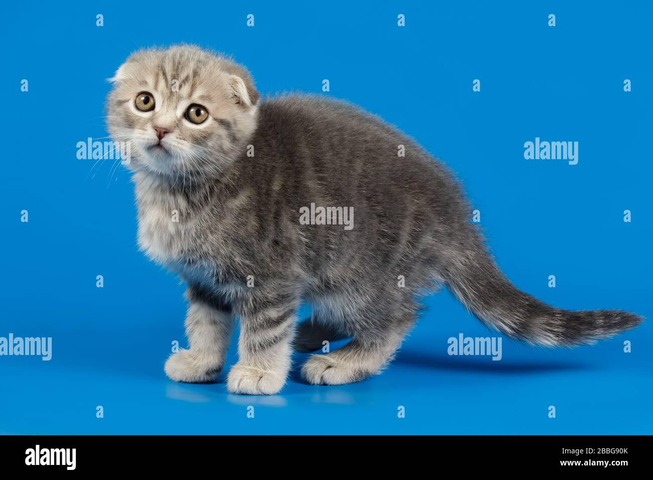 Studio photography of a scottish fold shorthair cat on colored ...