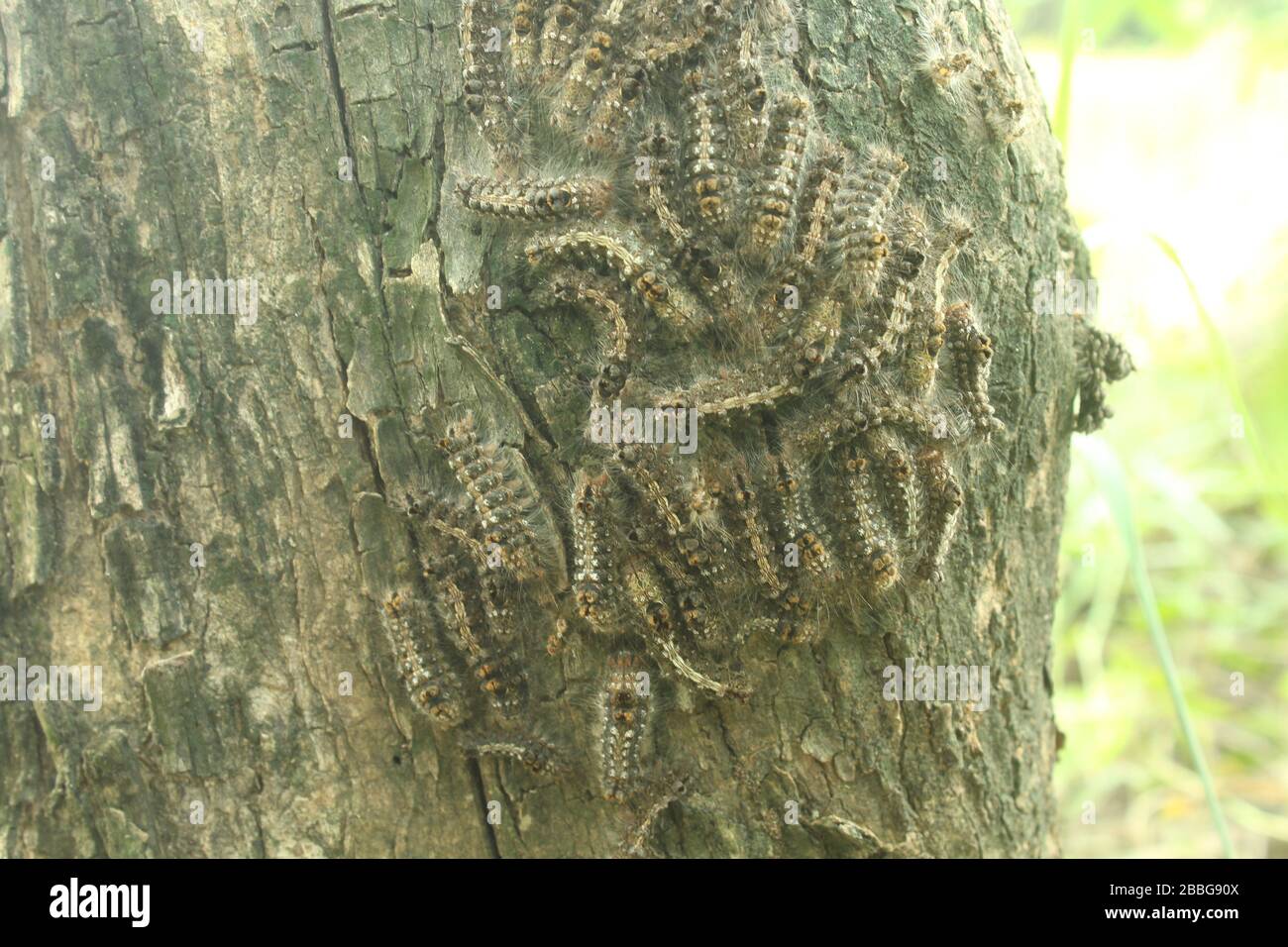 caterpillars that can cause allergies if touched by the skin, and also ...