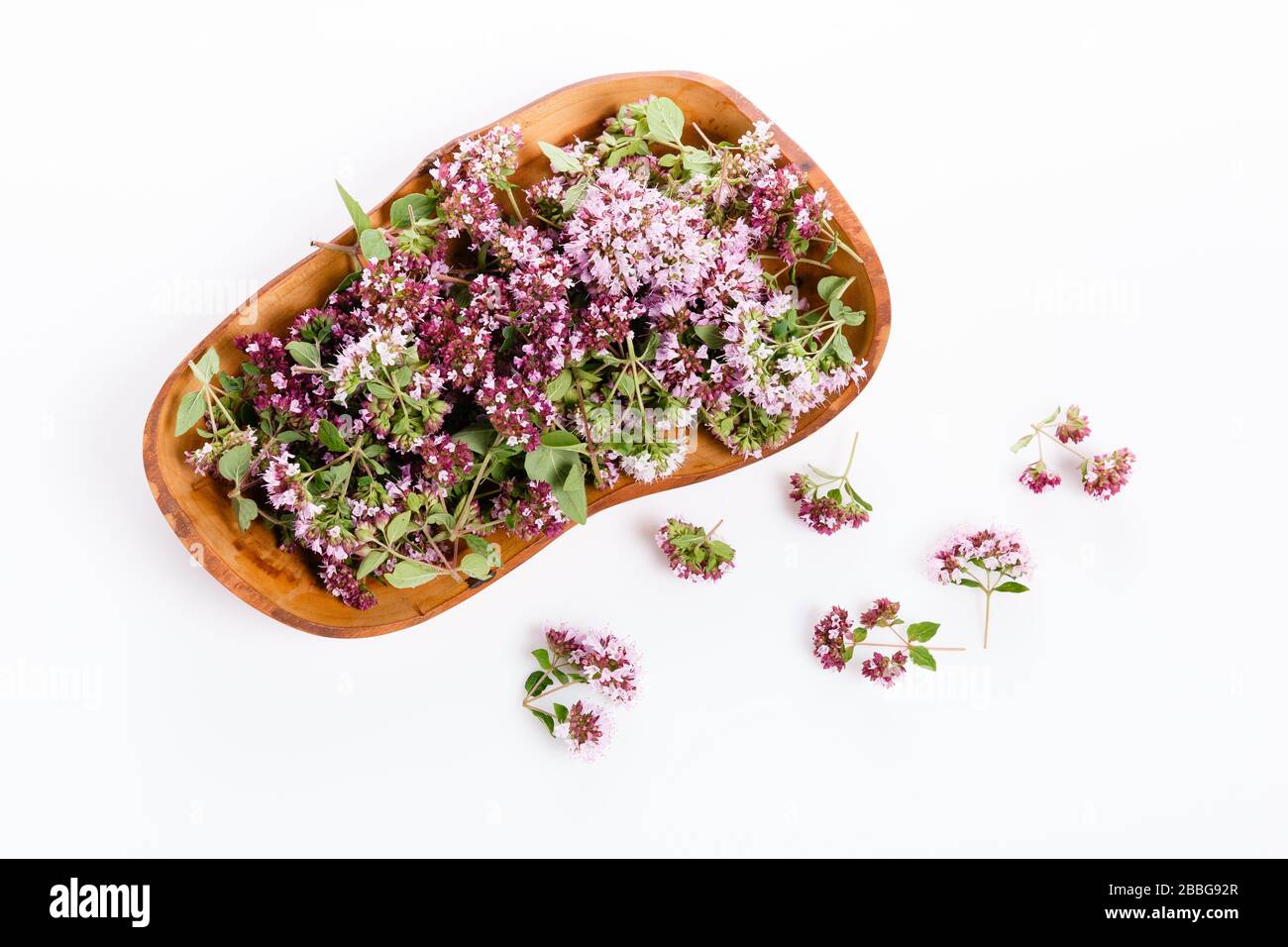 Purple flowers of origanum vulgare or common oregano, wild marjoram ...
