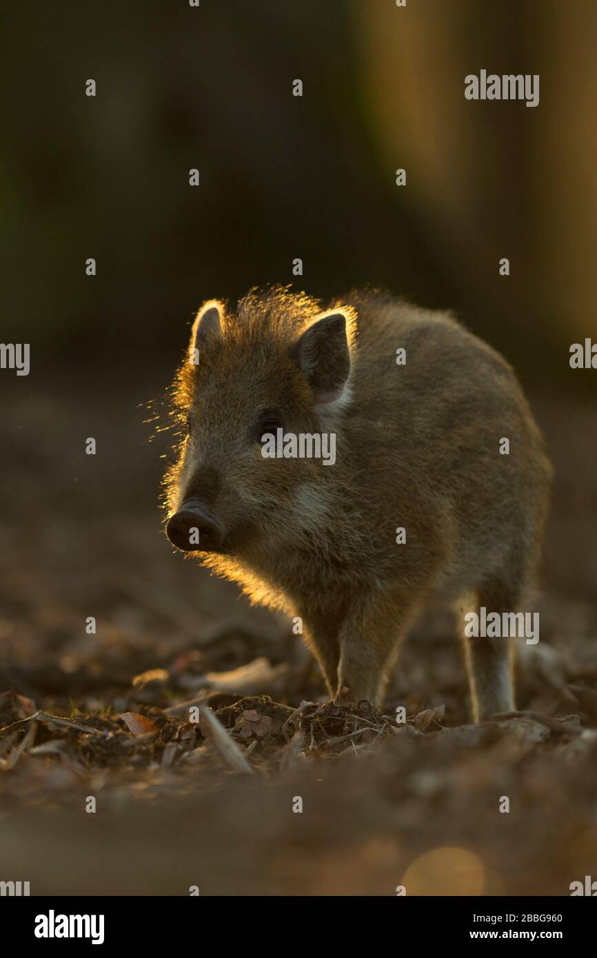 Side view of wild boar hi-res stock photography and images - Alamy