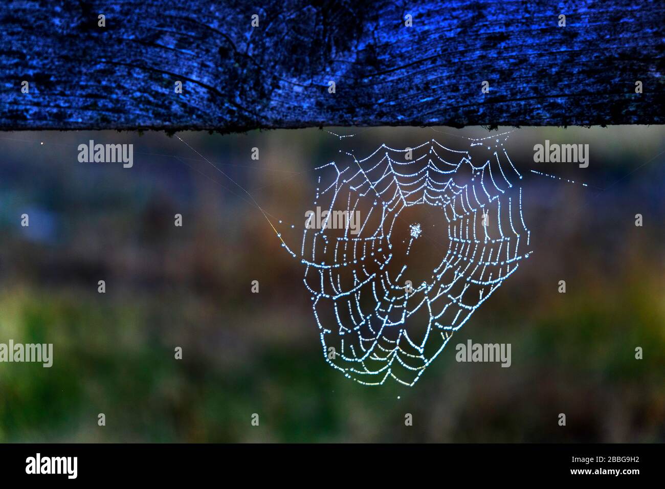 Spider web with drops of dew hanging from wood railing against a dark ...