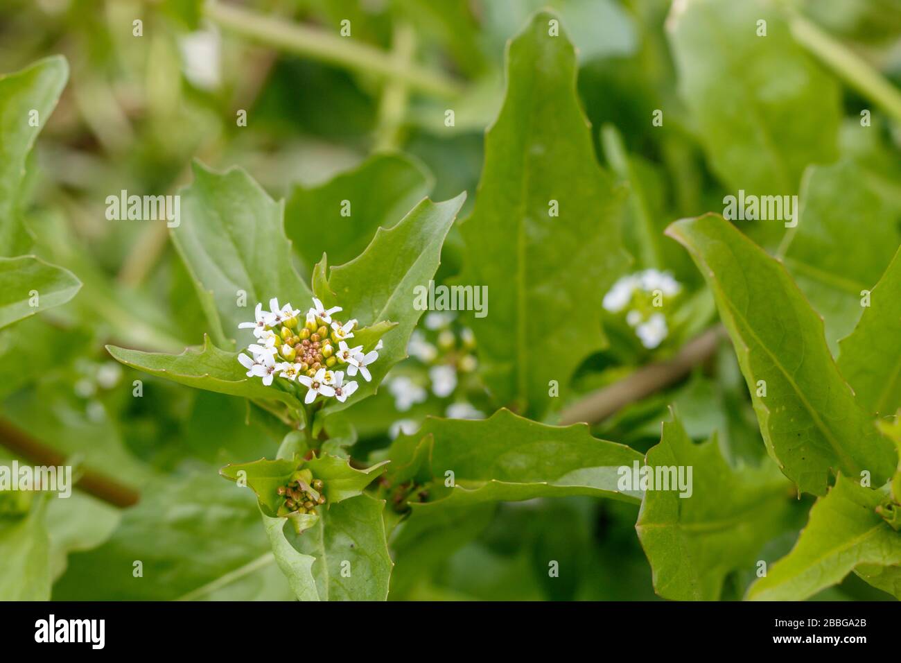 Wild white flowers hi-res stock photography and images - Alamy