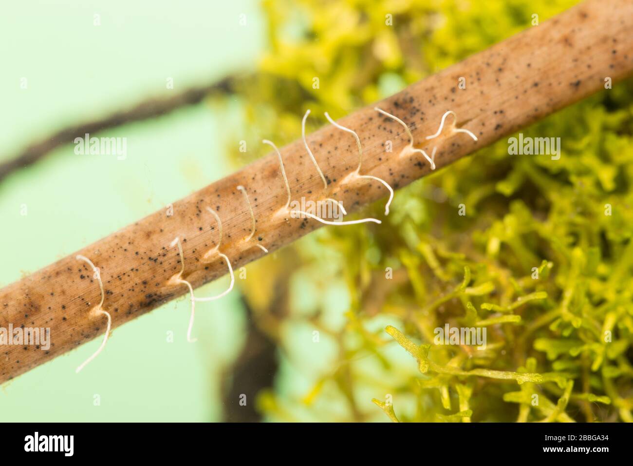 Stick insect eggs hi-res stock photography and images - Alamy