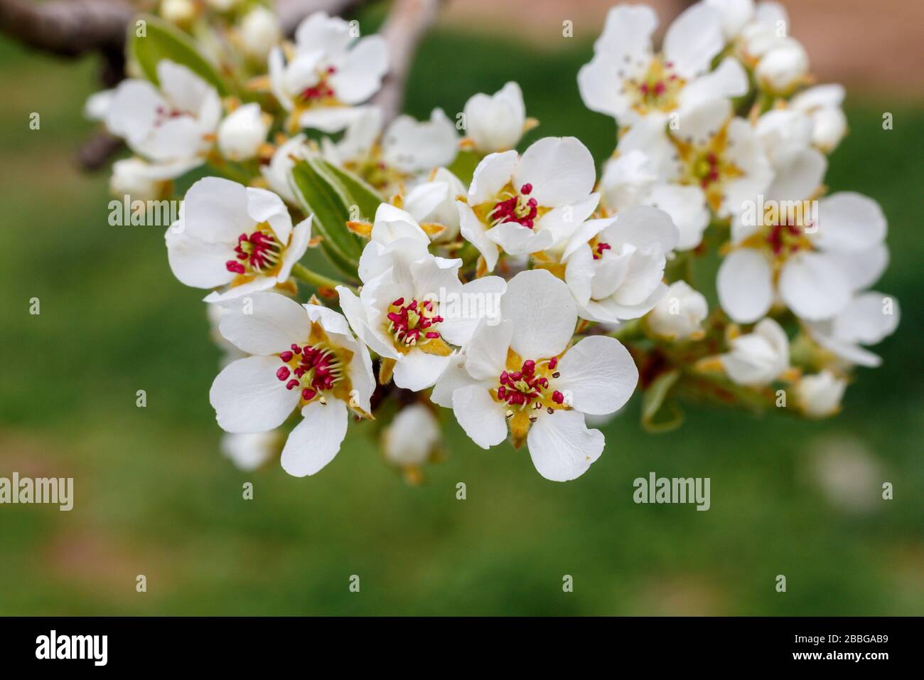 Pear Tree Spring High Resolution Stock Photography and Images - Alamy