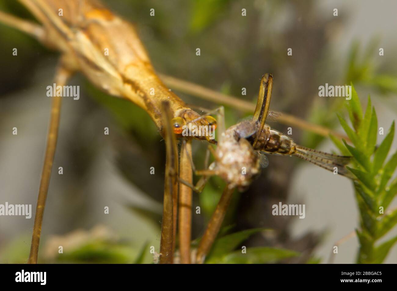 Needle bug (Ranatra linearis Stock Photo - Alamy