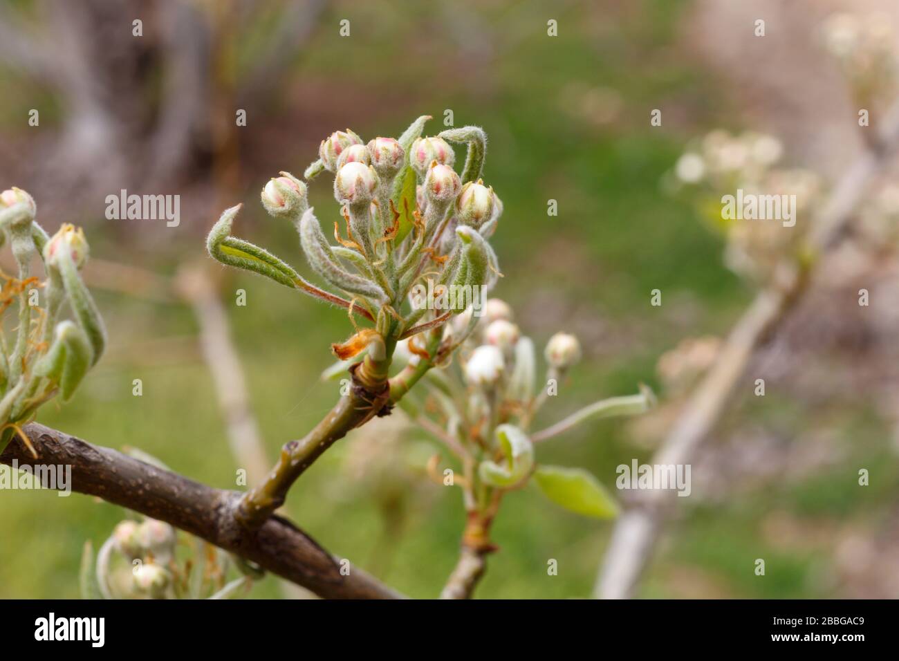 Spring orchard leaf pear hi-res stock photography and images - Alamy