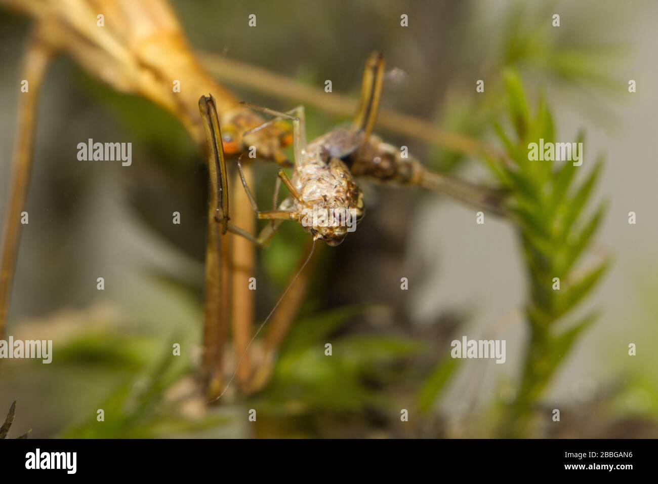 Needle bug (Ranatra linearis Stock Photo - Alamy