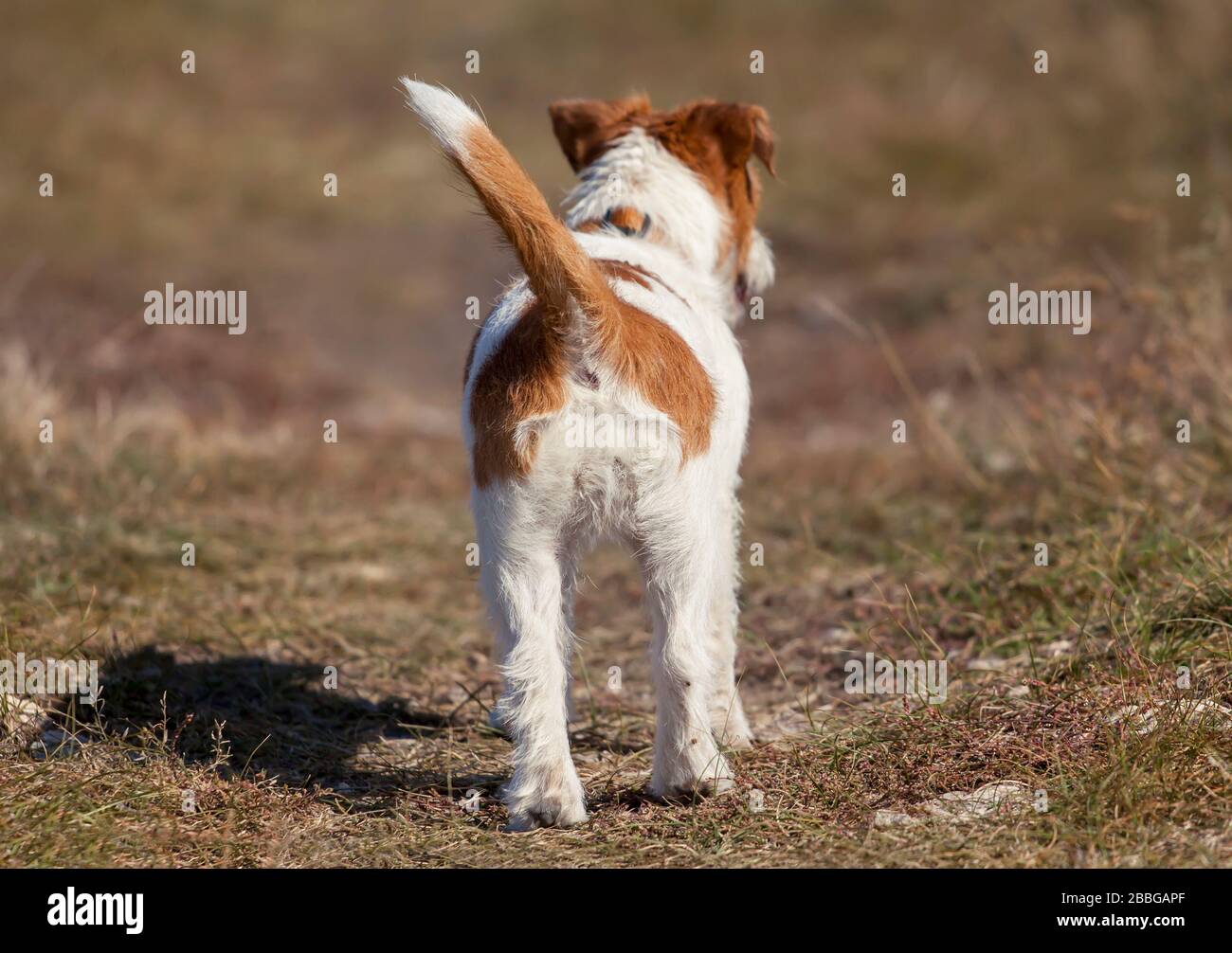 Dog tail and backside - small jack russell pet puppy walking in the ...