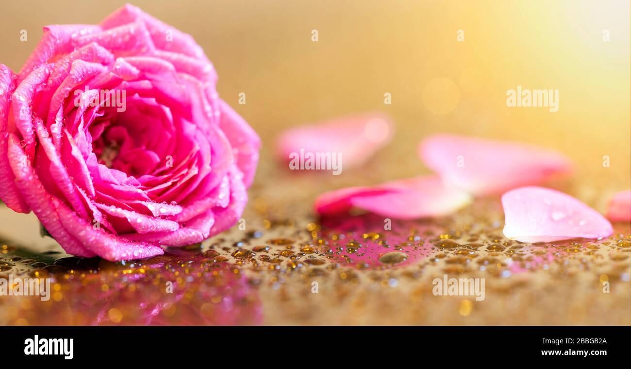 Pink rose flower, Valentine's day card, web banner, background with ...
