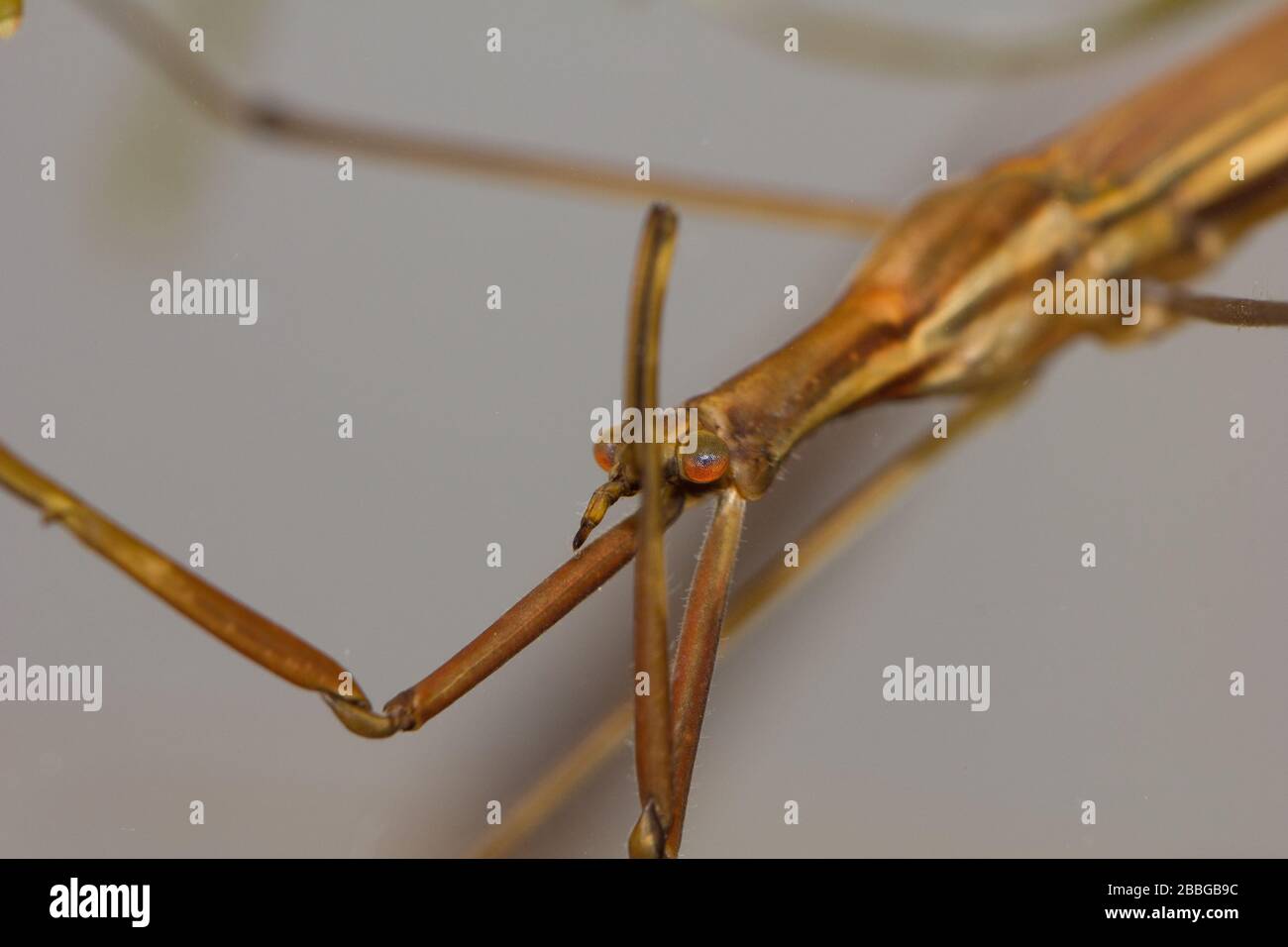 Ranatra hi-res stock photography and images - Alamy