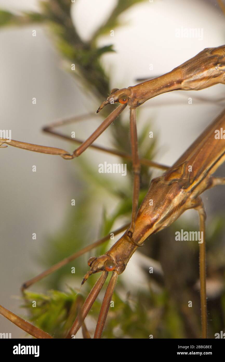 Ranatra hi-res stock photography and images - Alamy