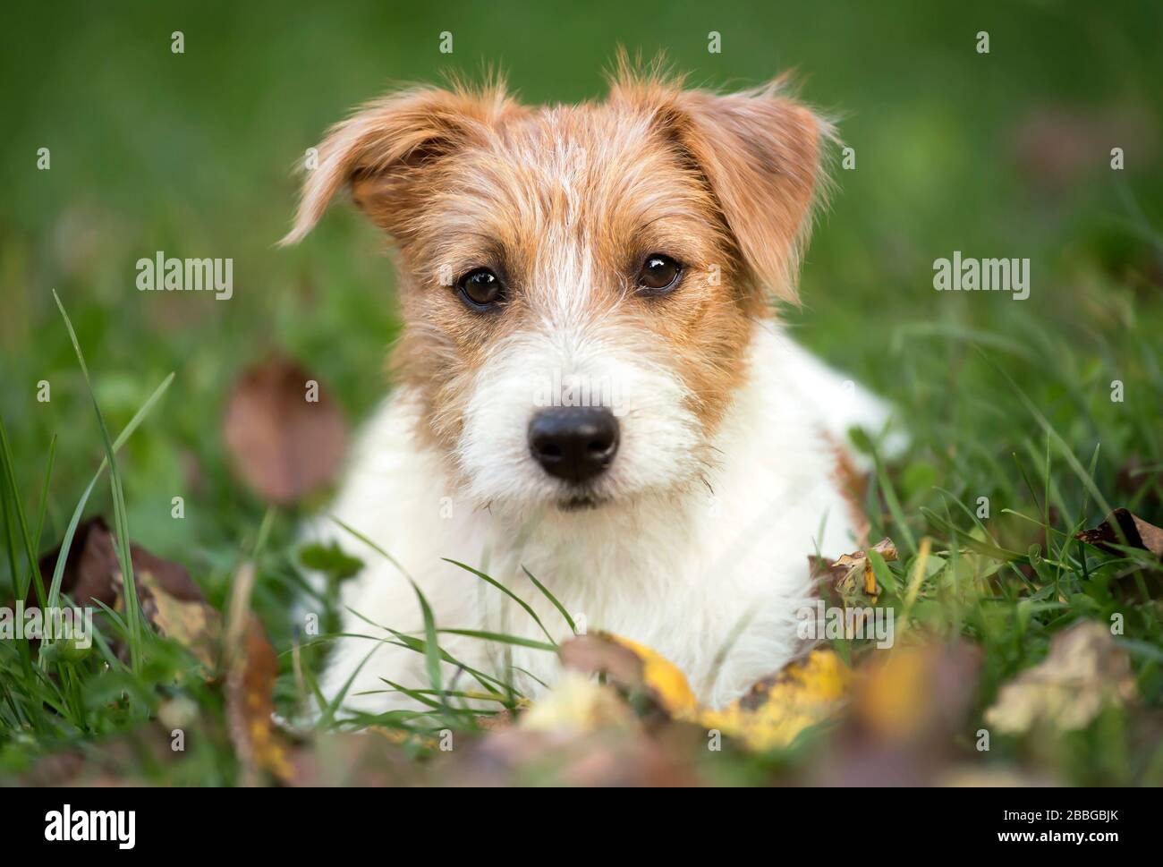 Cute happy jack russell pet dog puppy lying in the grass Stock Photo ...