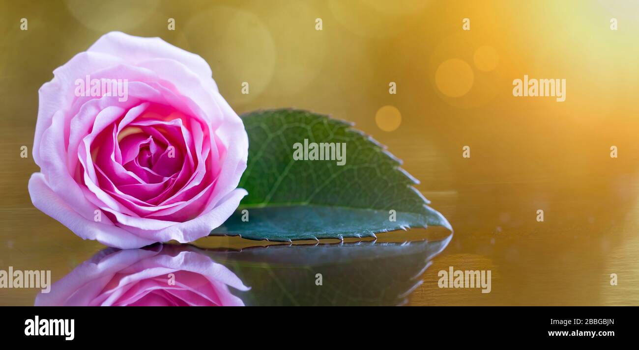 Spring forward, springtime concept - web banner background of pink rose ...