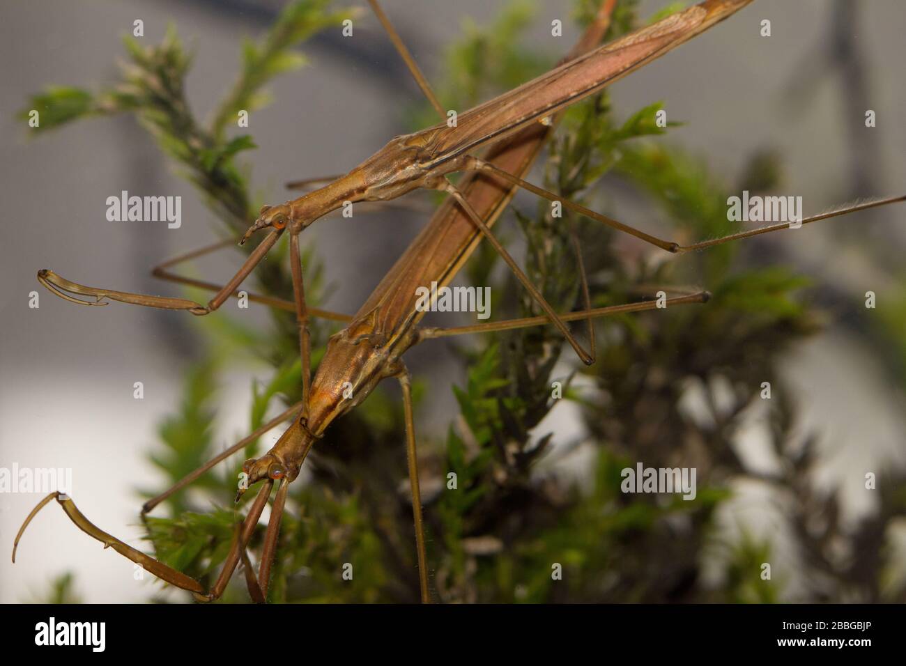 Needle bug (Ranatra linearis Stock Photo - Alamy