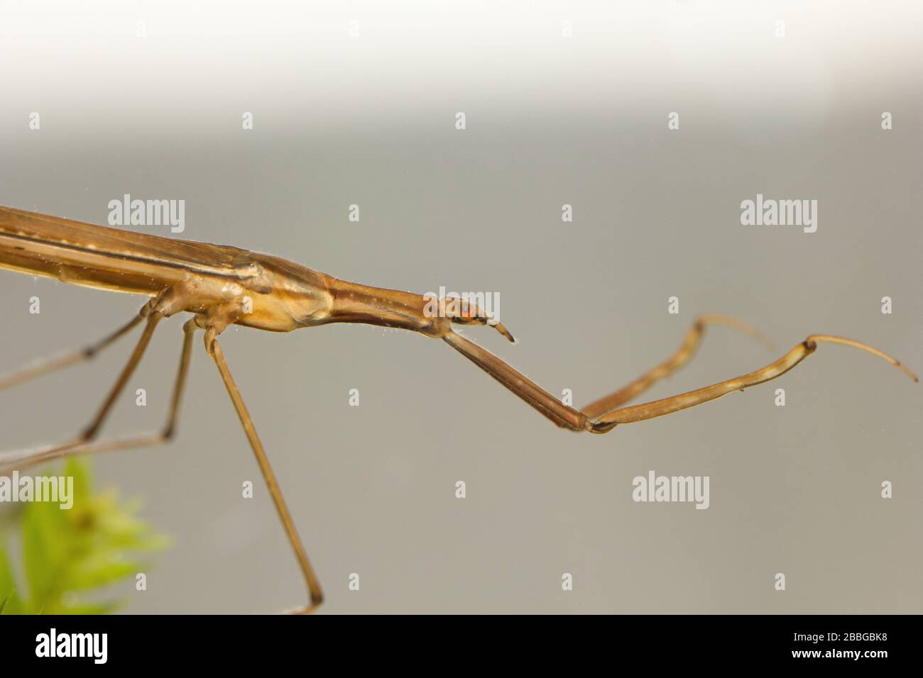 Ranatra linearis hi-res stock photography and images - Alamy