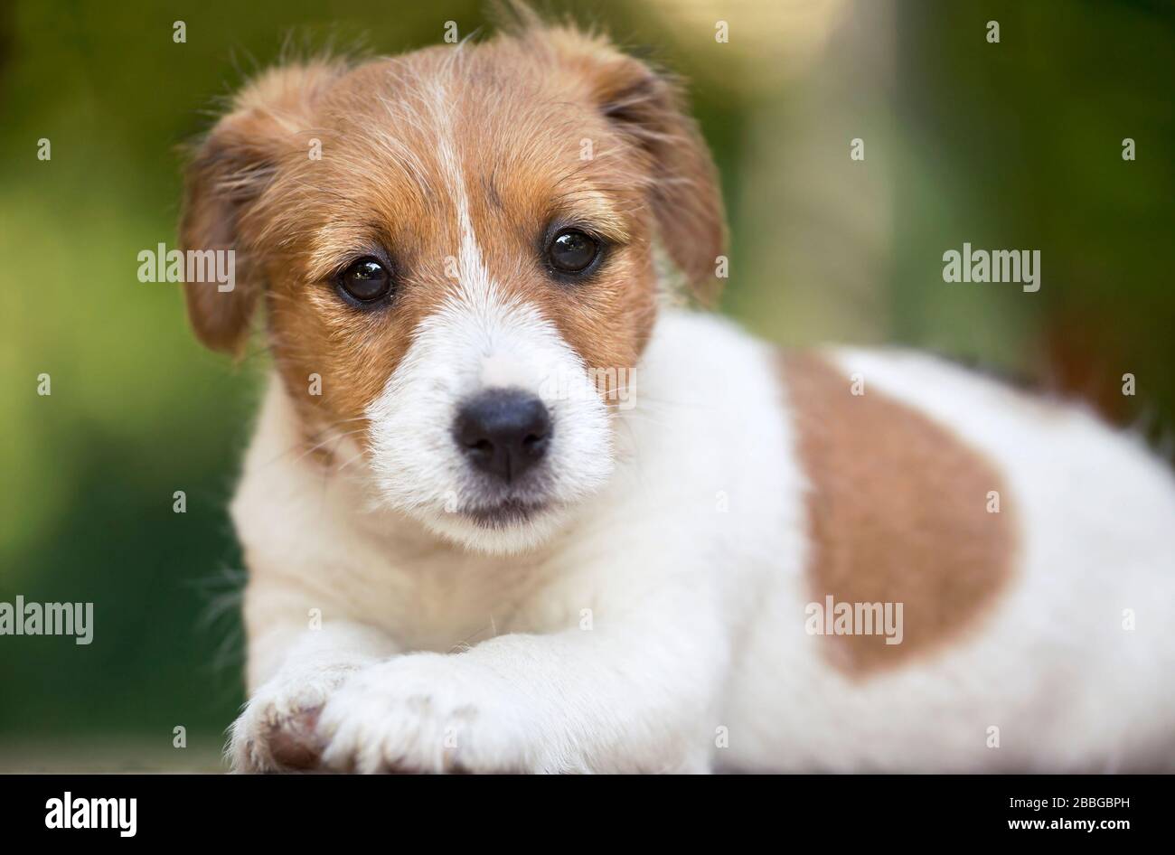 Beautiful cute jack russell terrier pet dog puppy looking to the camera ...
