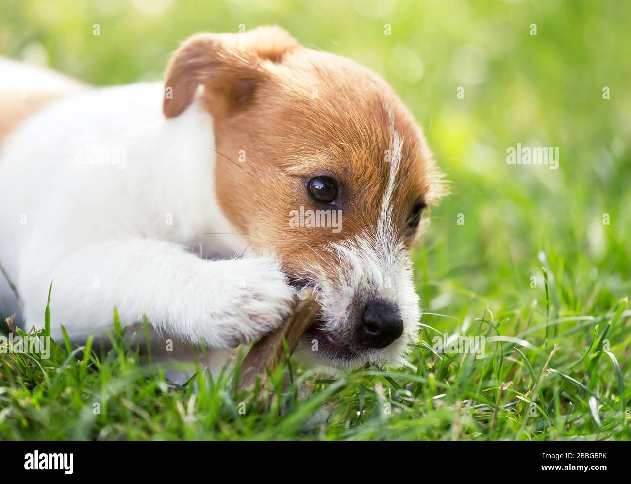 Happy healthy jack russell pet dog puppy chewing bone in the grass ...