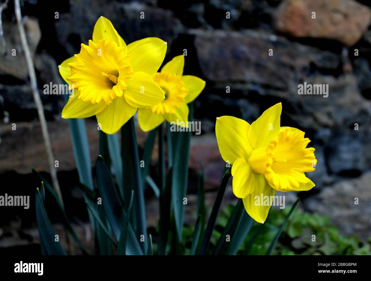 Planta narcisos hi-res stock photography and images - Alamy