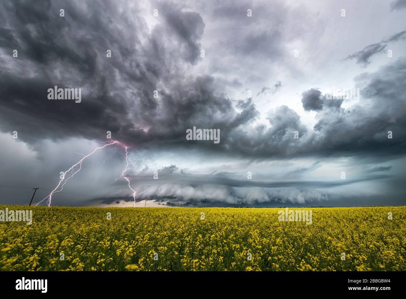 Storm with lightning flashing over canola field in rural southern ...