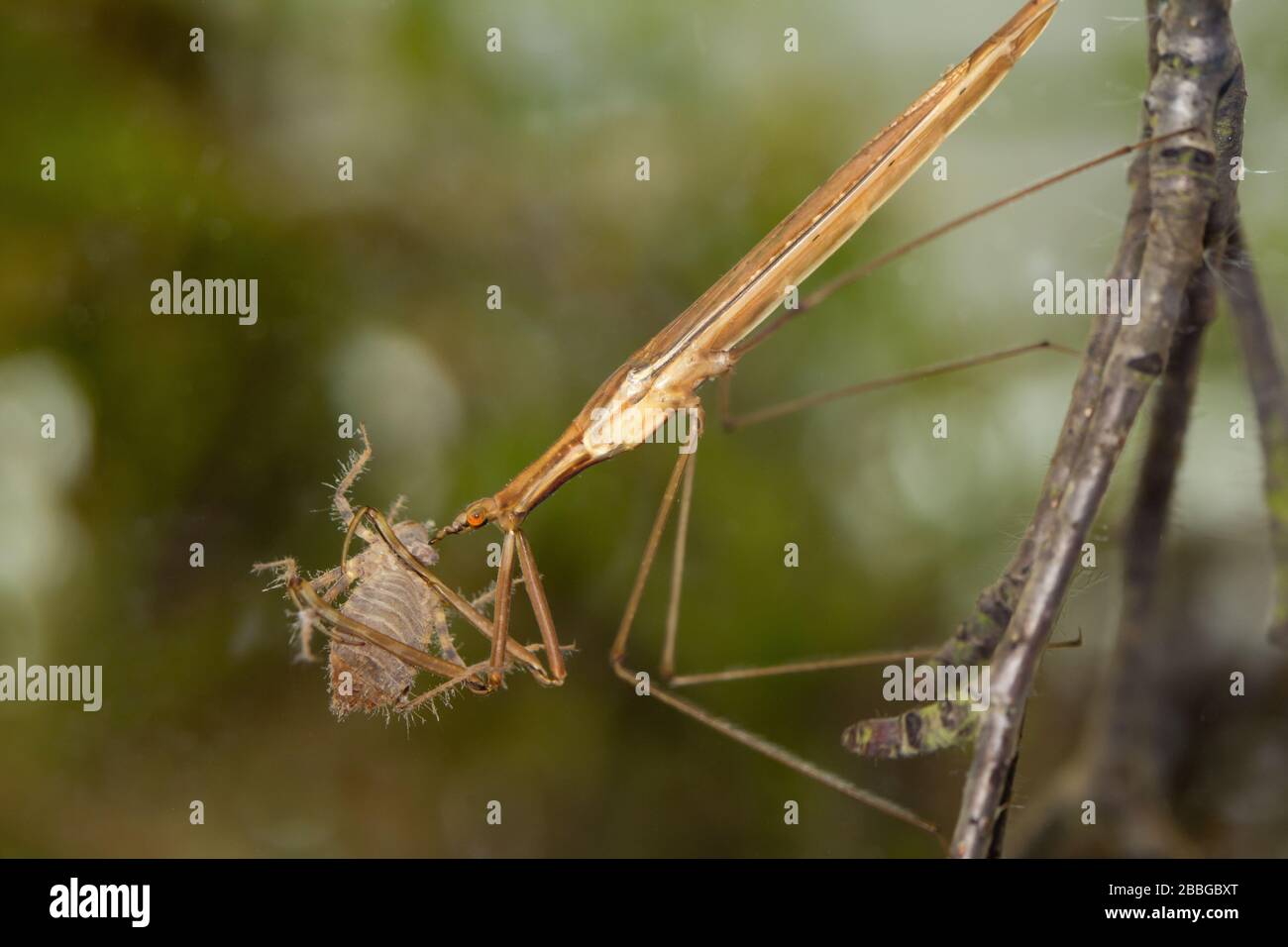 Needle bug (Ranatra linearis Stock Photo - Alamy