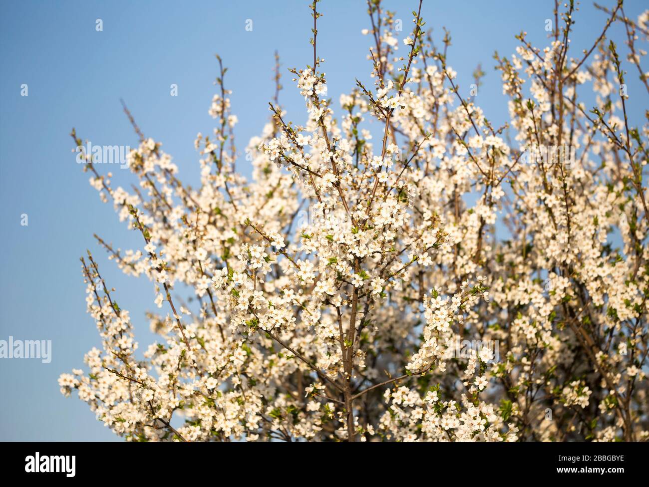 Spring forward, springtime concept - fruit tree branch with white ...