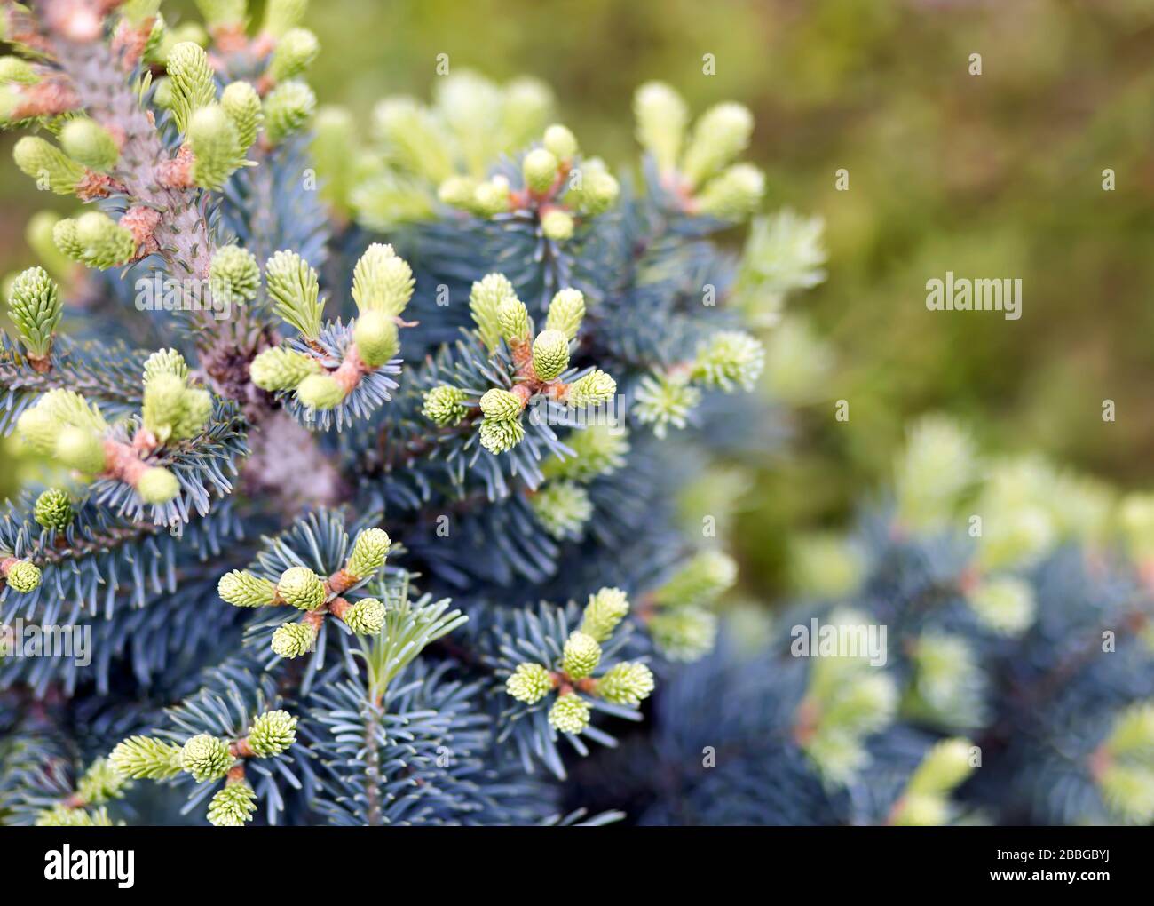 Spring forward, springtime concept - blue green pine needles with new ...