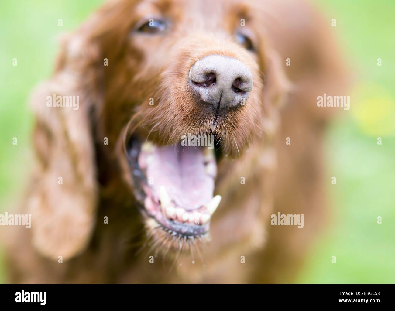 Cute irish setter face hi-res stock photography and images - Alamy