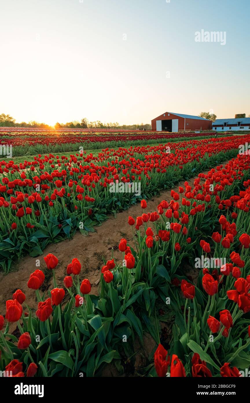 Tulip in farm with beautiful colors in Spring Stock Photo - Alamy