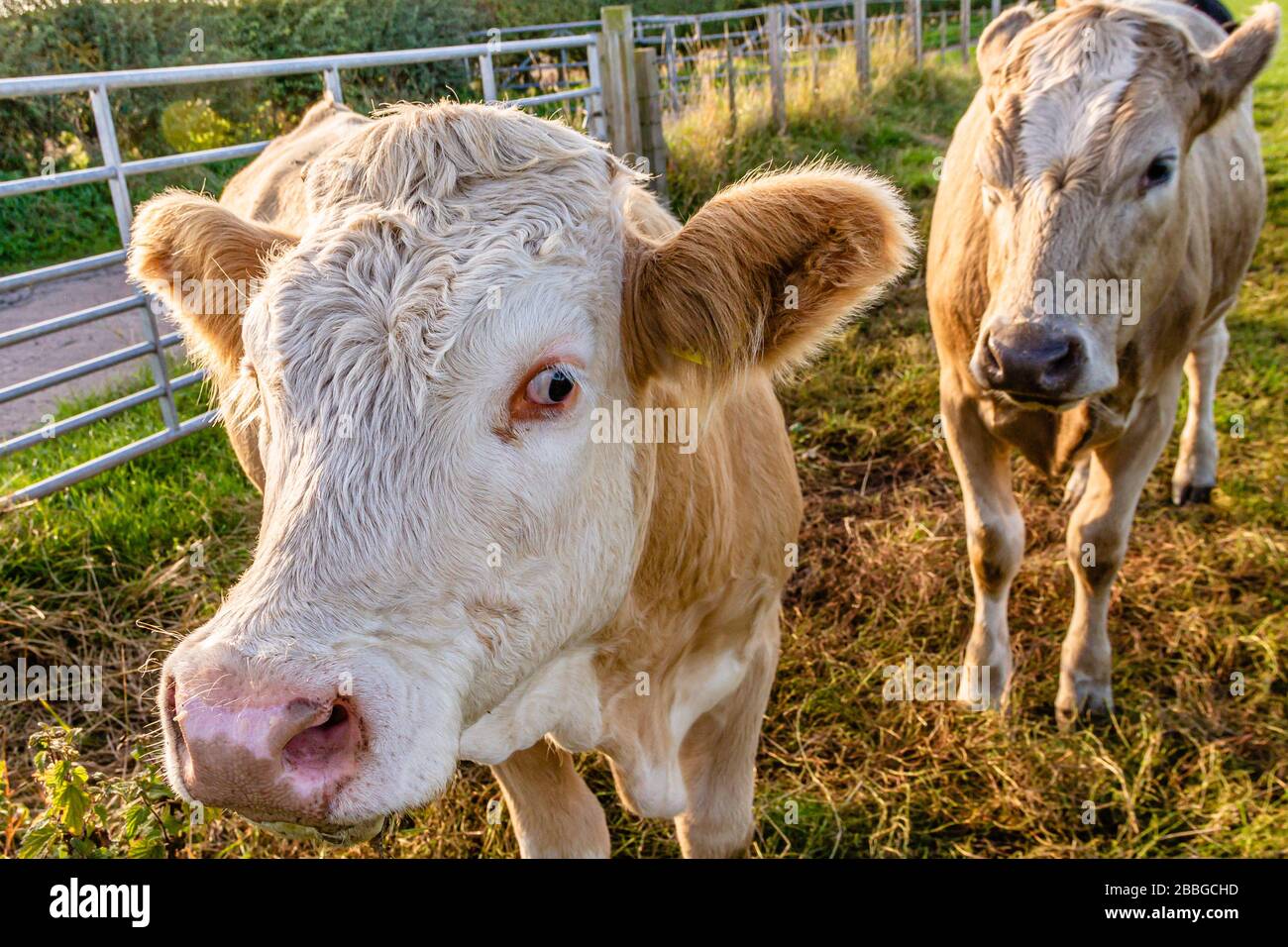 Cattle looking over the fence from a field in Northumberland, UK ...